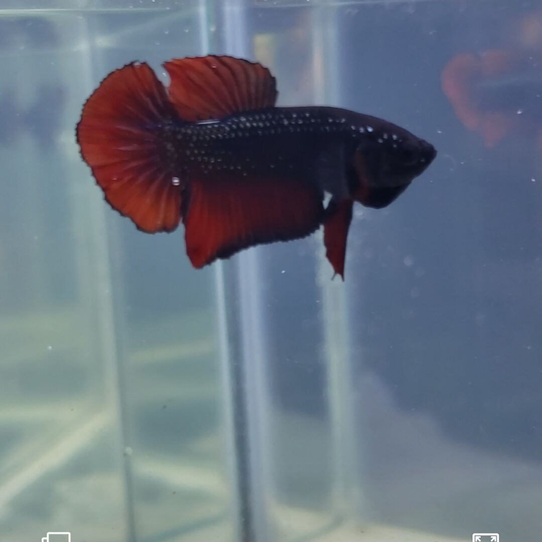 ‼️ โปรถูกสุด ๆ ปลากัดเรดคอปเปอร์ เพศผู้ อายุ 3 เดือน g7 - oni_fish_farm ...