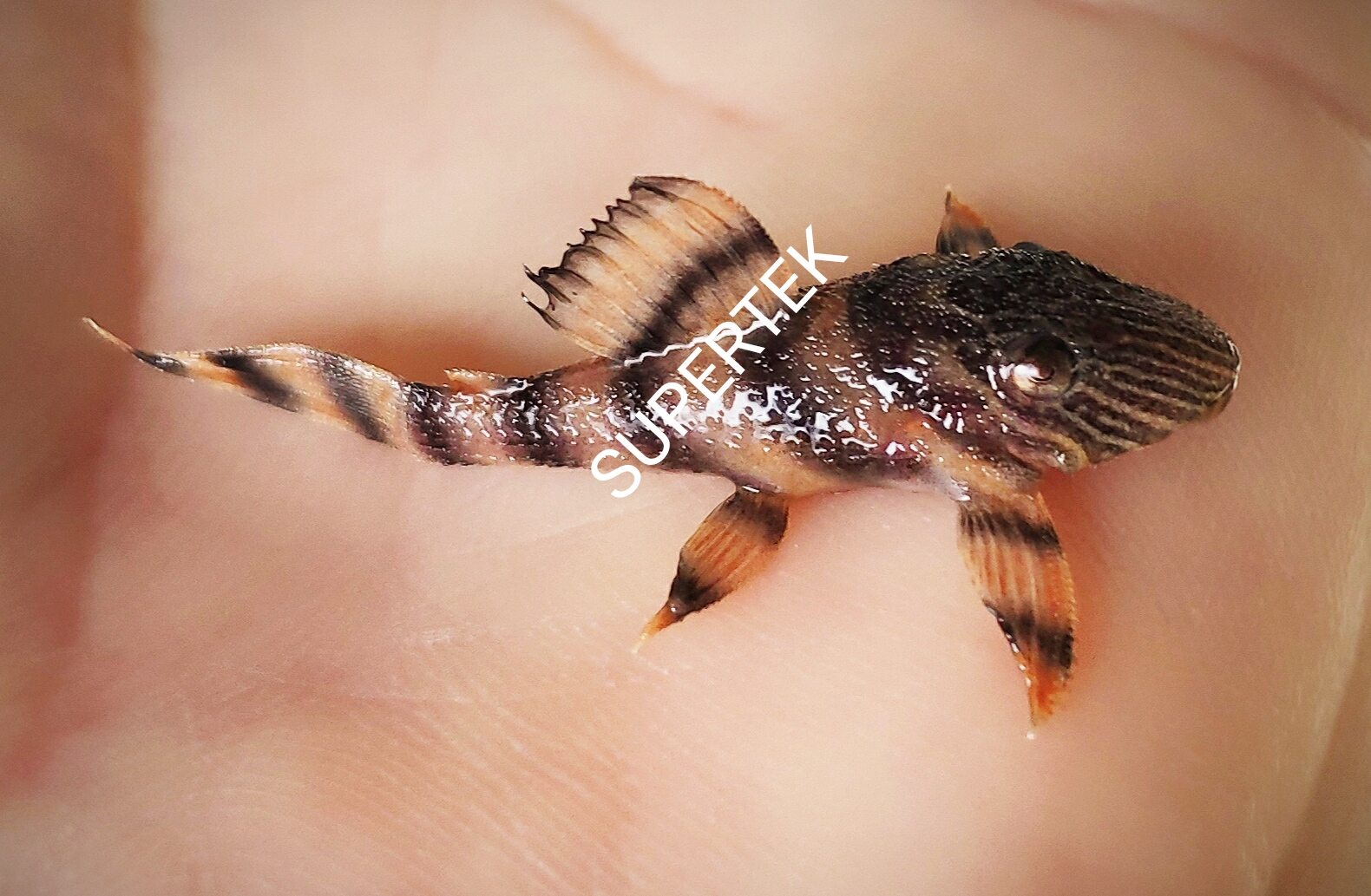 ปลา L397 ปลาสวยงาม ปลาซัคเกอร์นอก ปลาเลี้ยง ทำความสอาดตู้ปลา - SUPERTEK ...