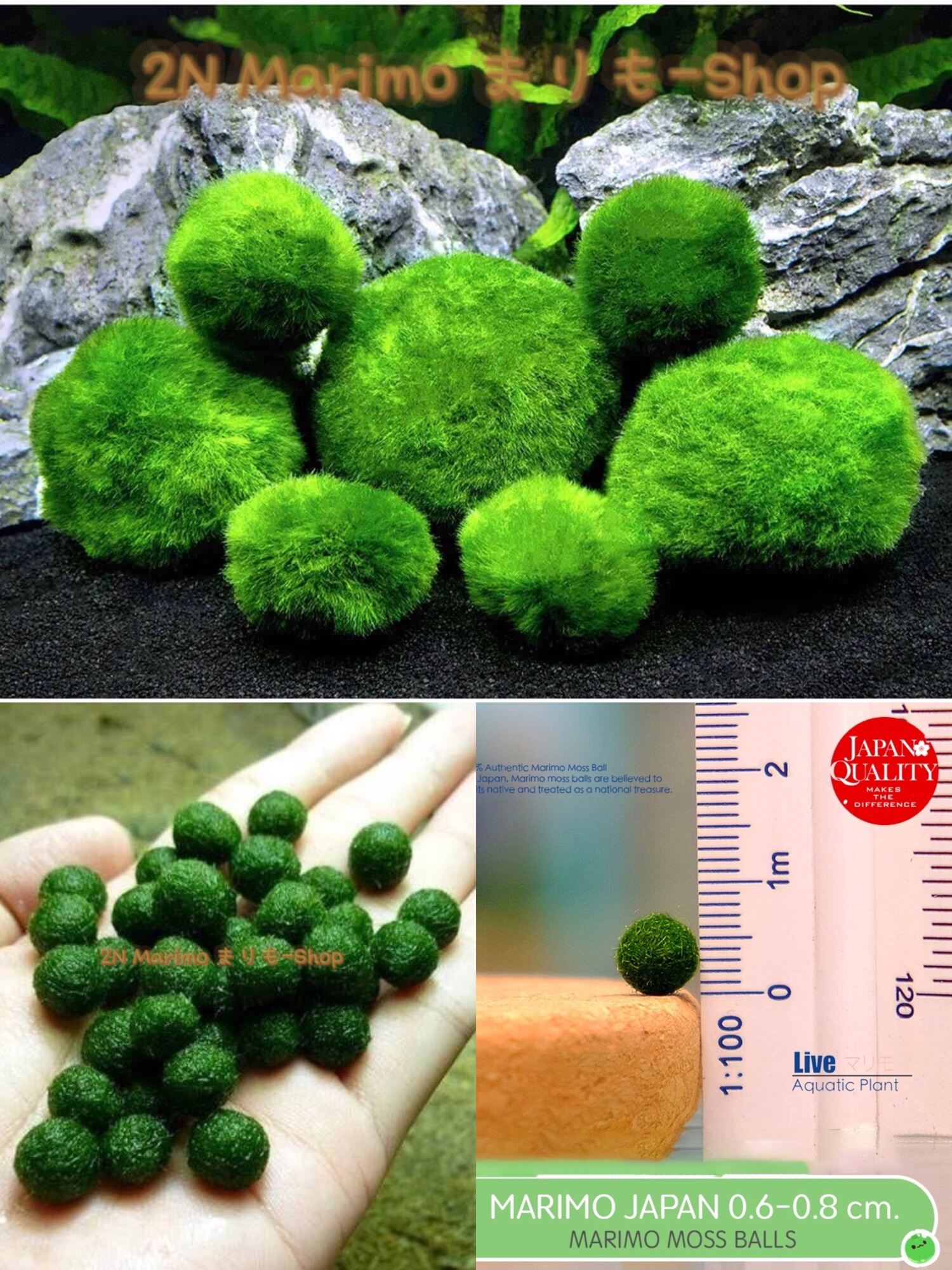 [ของแท้💯% พร้อมจัดส่ง] MARIMO JAPAN มาริโมะ สาหร่ายตกแต่งตู้ปลา สาหร่าย ...