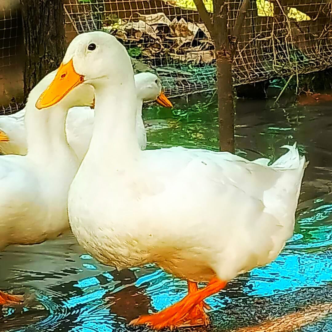 ไข่เชื้อเป็ดอี้เหลียง10ฟองแถม2 ปากส้มตีนส้มเลือดร้อย โตเร็วไข่ไวไข่ดก ...