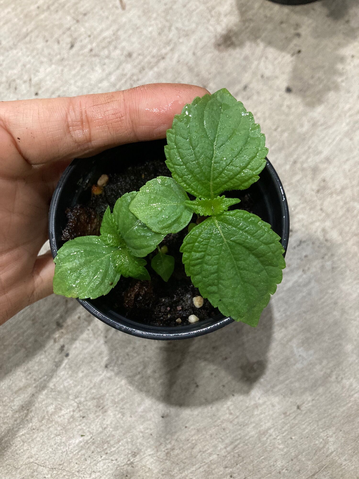 ซื้อ 10 แถม6=16กระถาง Green Shiso Plant 2” pot 🪴 ต้นกล้าชิโสะ โอบะ ใบงา ...