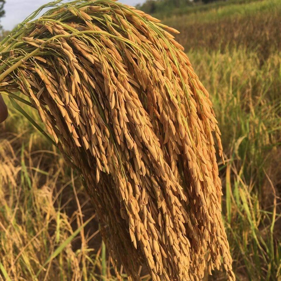 Rice seeds ประเทศไทย ร้านค้าออนไลน์อย่างเป็นทางการ | ช้อปเลยบน Lazada