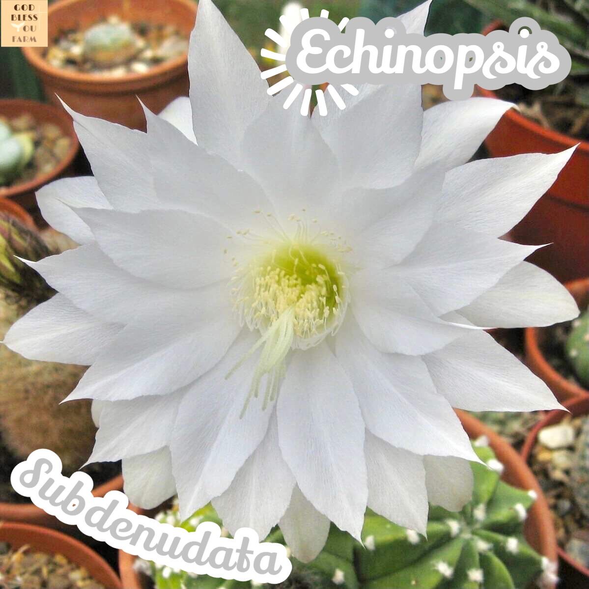 [อิชินอปซับเดนูดาต้า] Echinopsis Subdenudata ส่งพร้อมกระถาง แคคตัส Cactus Succulent Haworthia ...