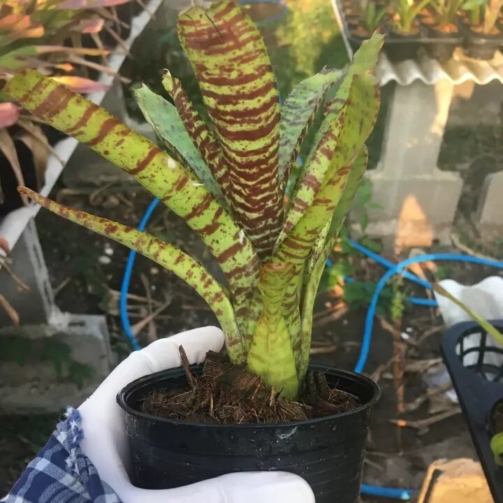 Mini Tiger Hybrid # สับปะรดสี#bromeliad# ต้นไม้สวยงาม# ไม้ประดับ# ตก ...