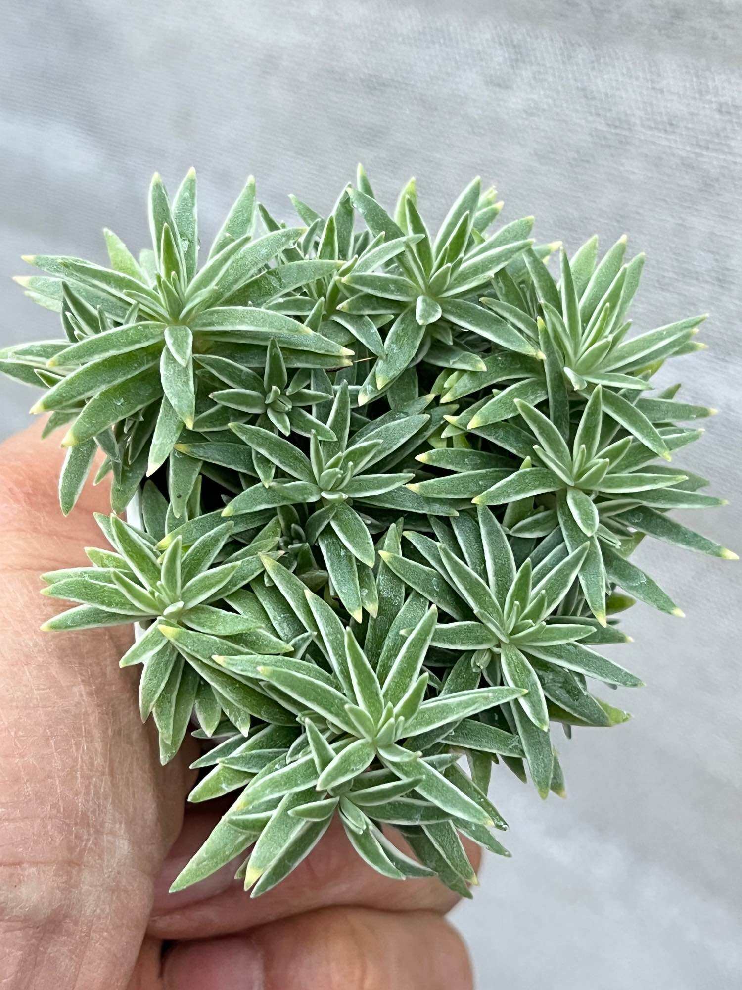 SEDUM LINEARE ‘VARIEGATED' แพรมงกุฎ ไม้อวบนำ้ น่ารักๆ กระถาง 2 นิ้ว ...