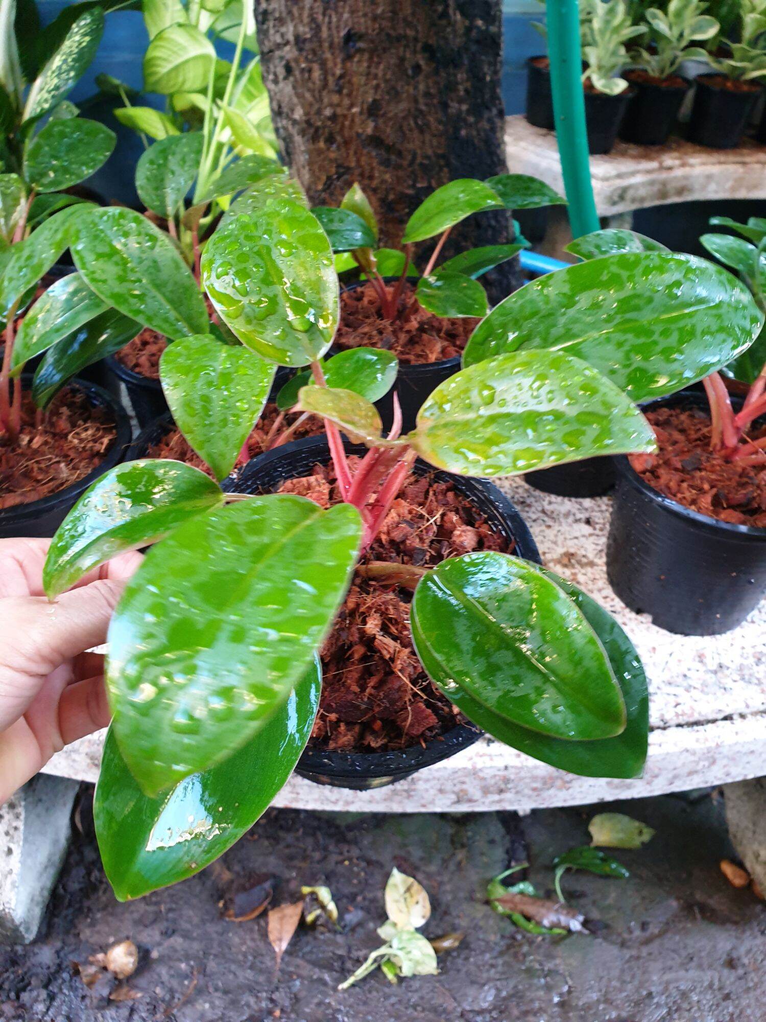 ต้นโคตรรวย แคระ / รวยโชค / โคตรรวย / ฟิโลเดนดอนลูกผสมแคระ ไม้มงคล จำหน่ายพร้อมกระถางดำ 4 นิ้วค่ะ ...