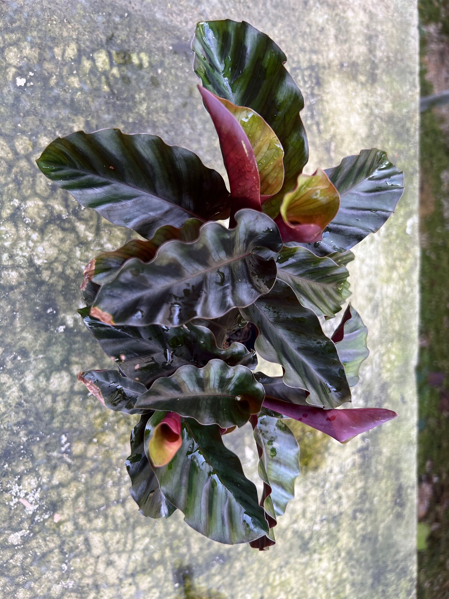 คล้าแกนเดอสิไอ #Goeppertia gandersii/#Calathea กระถาง 4” | Lazada.co.th