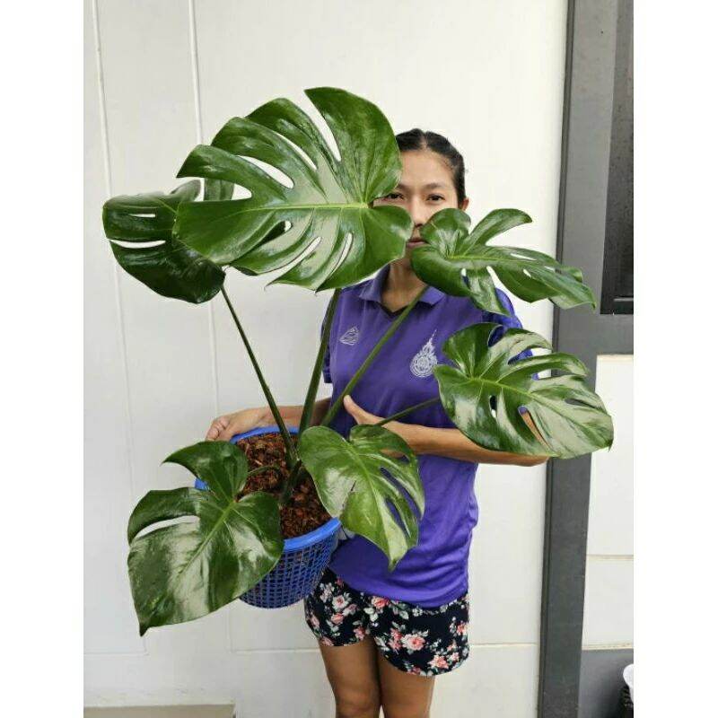 Monstera Deliciosa Monstera Giant มอนสเตอร่า เดลิซิโอซ่า มอนสเตอร่า ไจ ...