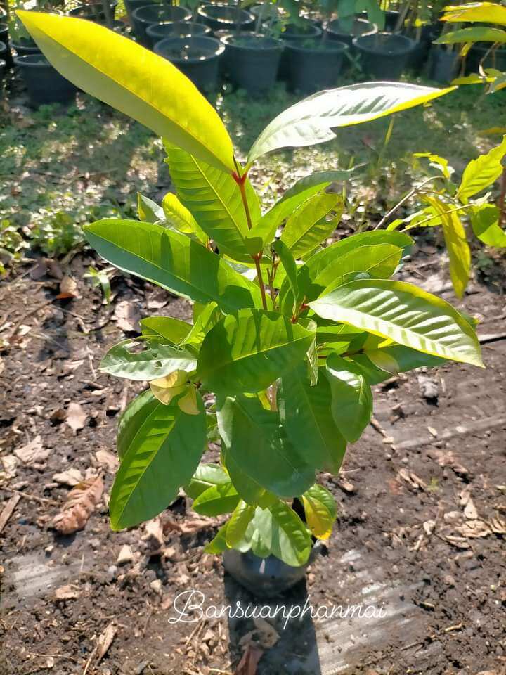 ต้นชมพู่เพชรน้ำผึ้ง | Lazada.co.th