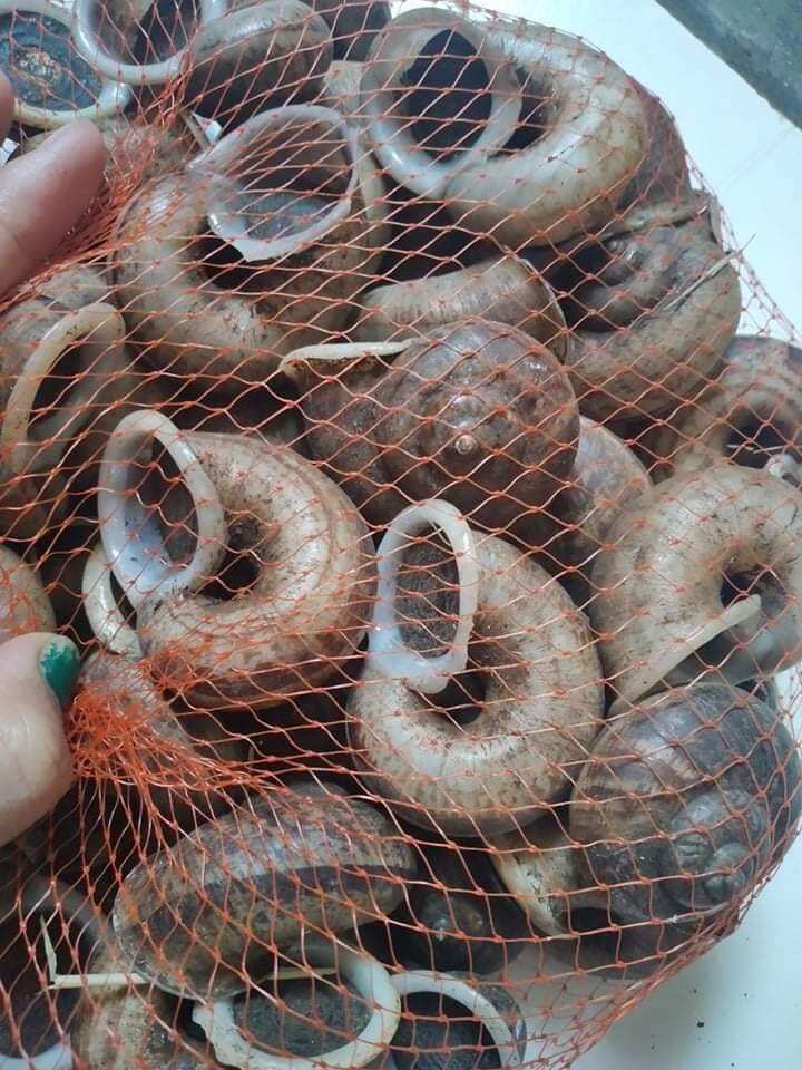 หอยหอม หอยธรรมชาติ | Lazada.co.th