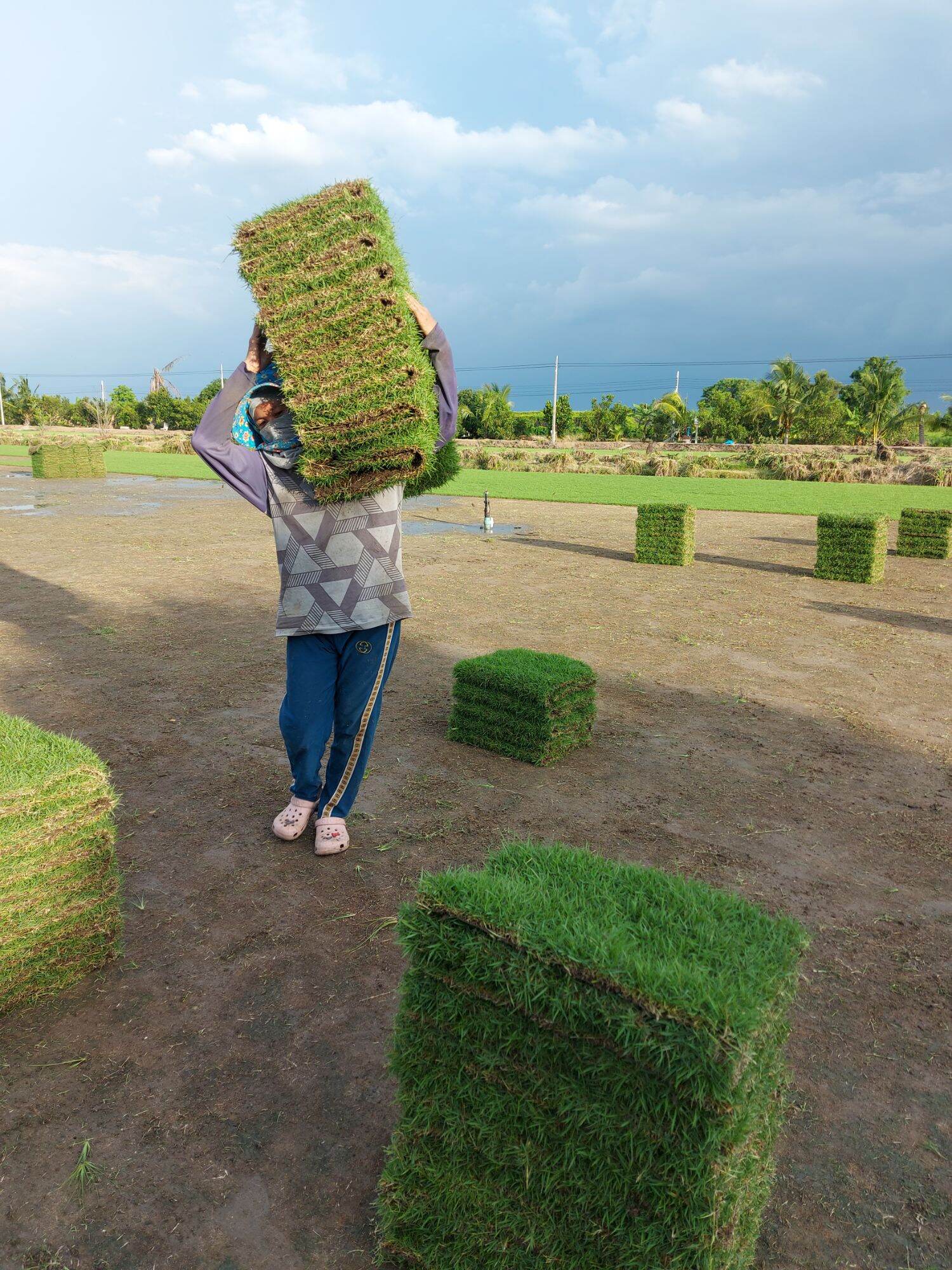 HAPPY GRASS ประเทศไทย ร้านค้าออนไลน์อย่างเป็นทางการ | ช้อปเลยบน Lazada