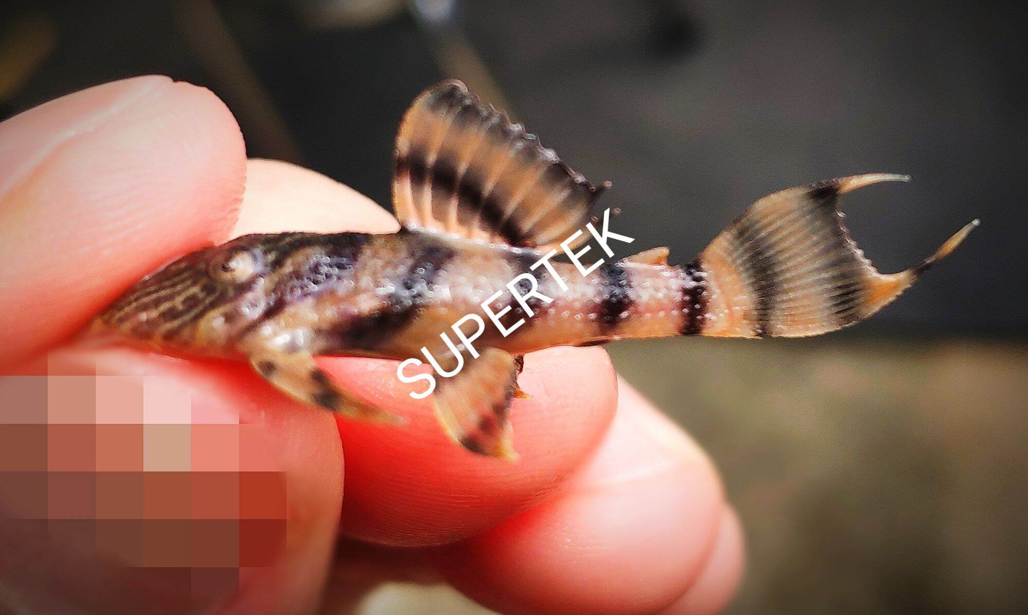 ปลา L397 ปลาสวยงาม ปลาซัคเกอร์นอก ปลาเลี้ยง ทำความสอาดตู้ปลา - SUPERTEK ...