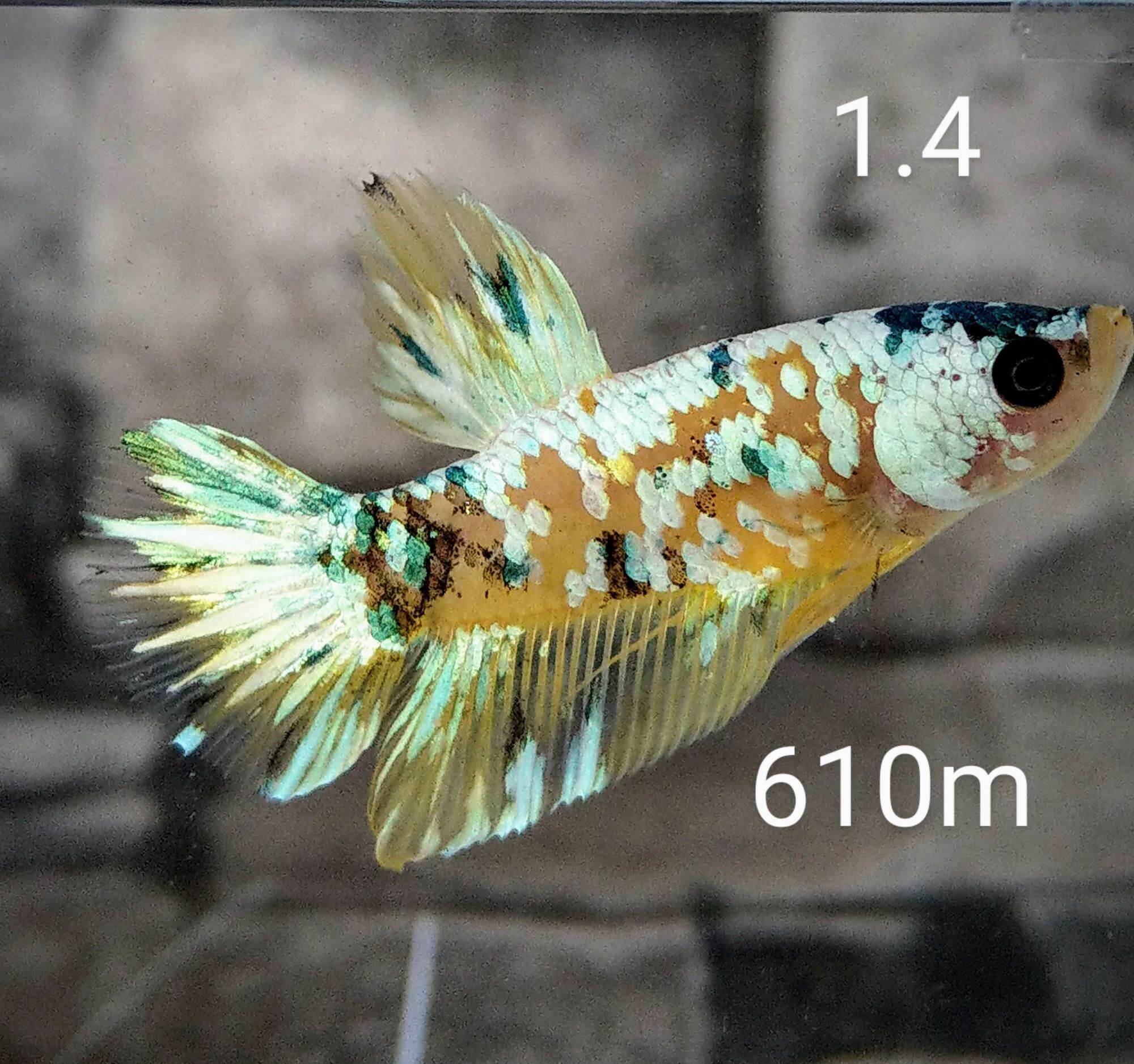 610 JMU Betta FCCP Multicolor Cop 1.4 Male / ตัวผู้ 1.4 - JMU Betta ...