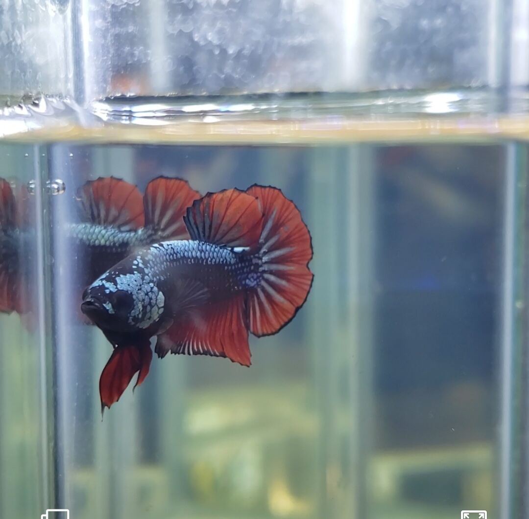 ‼️ โปรถูกสุด ๆ ปลากัดเรดคอปเปอร์ เพศผู้ อายุ 4 เดือน S - oni_fish_farm ...