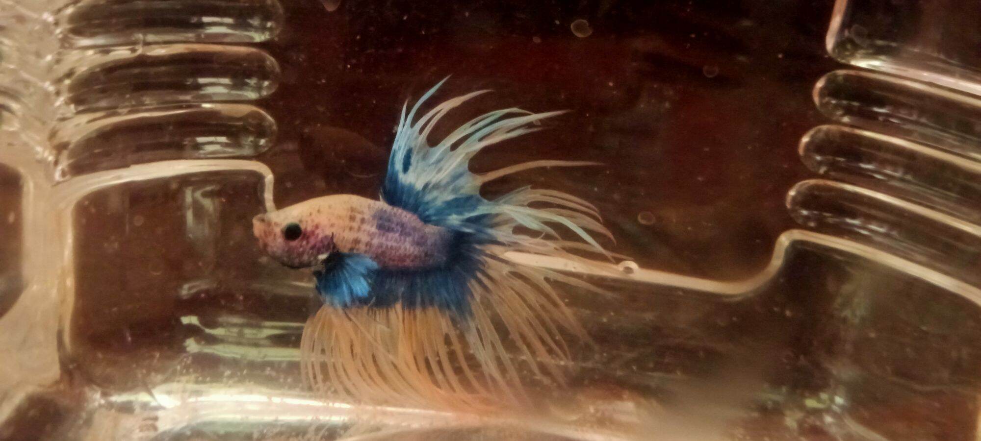 หางมงกุฎ ปลากัด - Saensuk Betta fram - ThaiPick