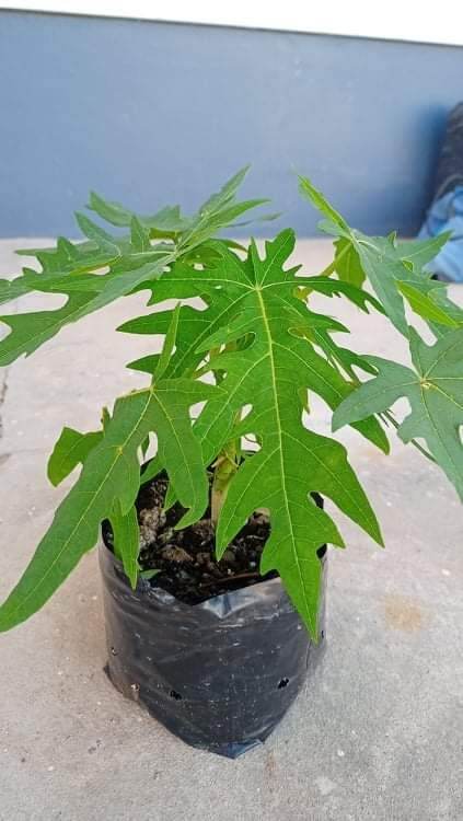 ต้นมะละกอต้นเตี้ยชุมแพ พันธุ์เตี้ยติดผลดก - red_tree - ThaiPick