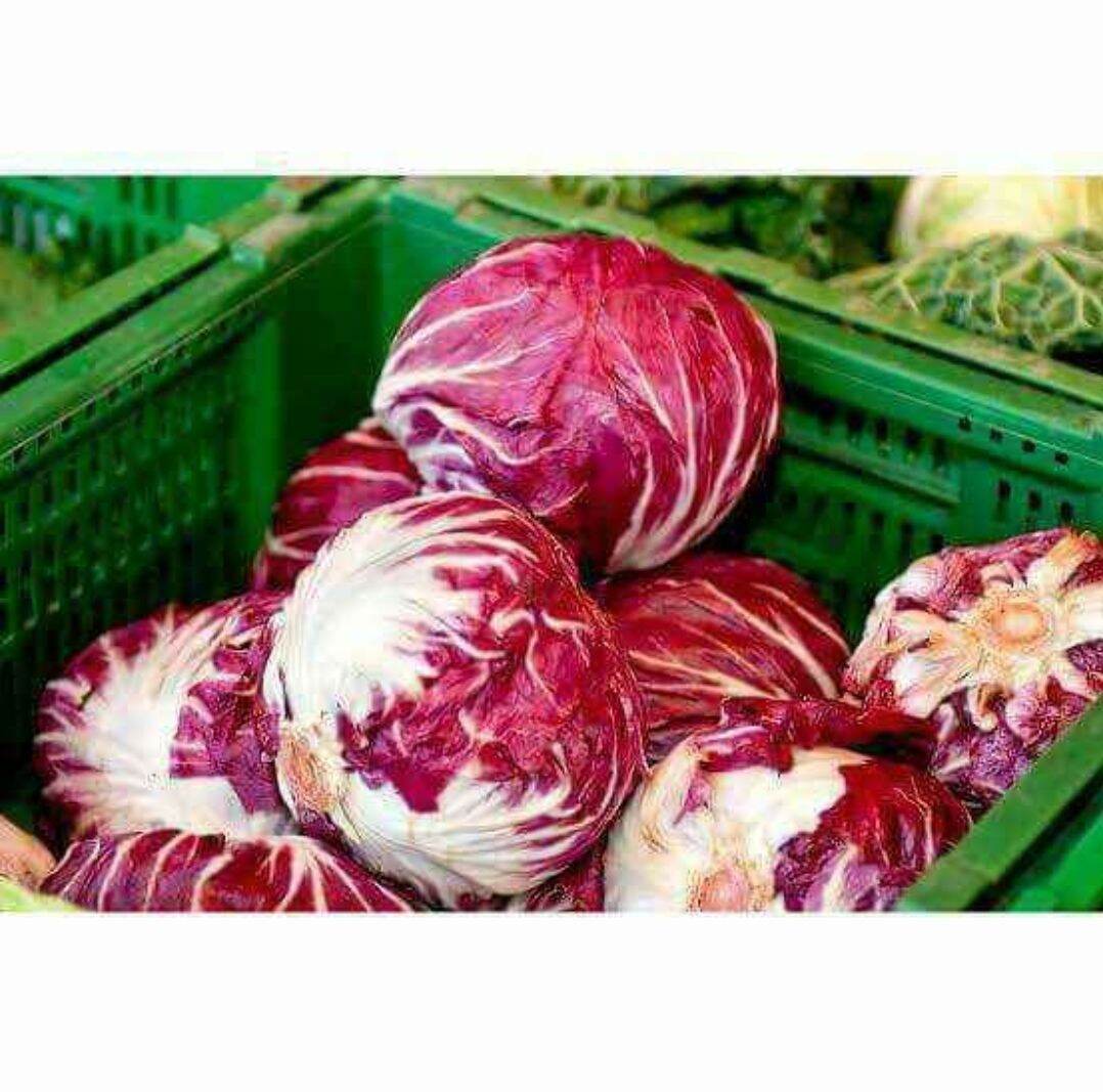 เมล็ดพันธุ์ แรดิชิโอ (ชุดหัวยาวและหัวกลม)Radicchio - ร้านบ้านเมล็ดพันธุ์ผักByมล - ThaiPick
