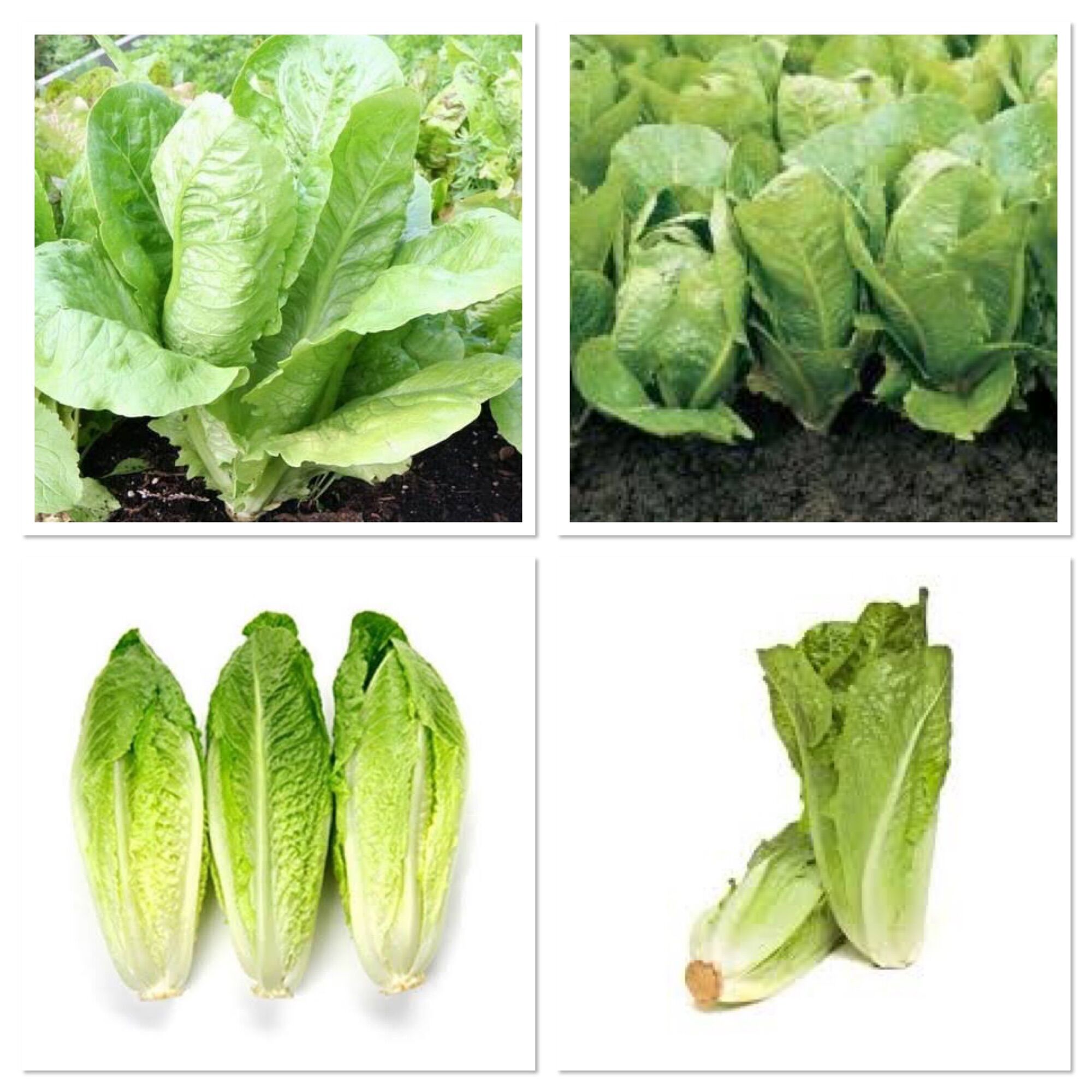 เมล็ดพันธุ์ ปารีสไวท์คอส แอนโทนี่ (Paris White Cos Anthony Lettuce Seed ...