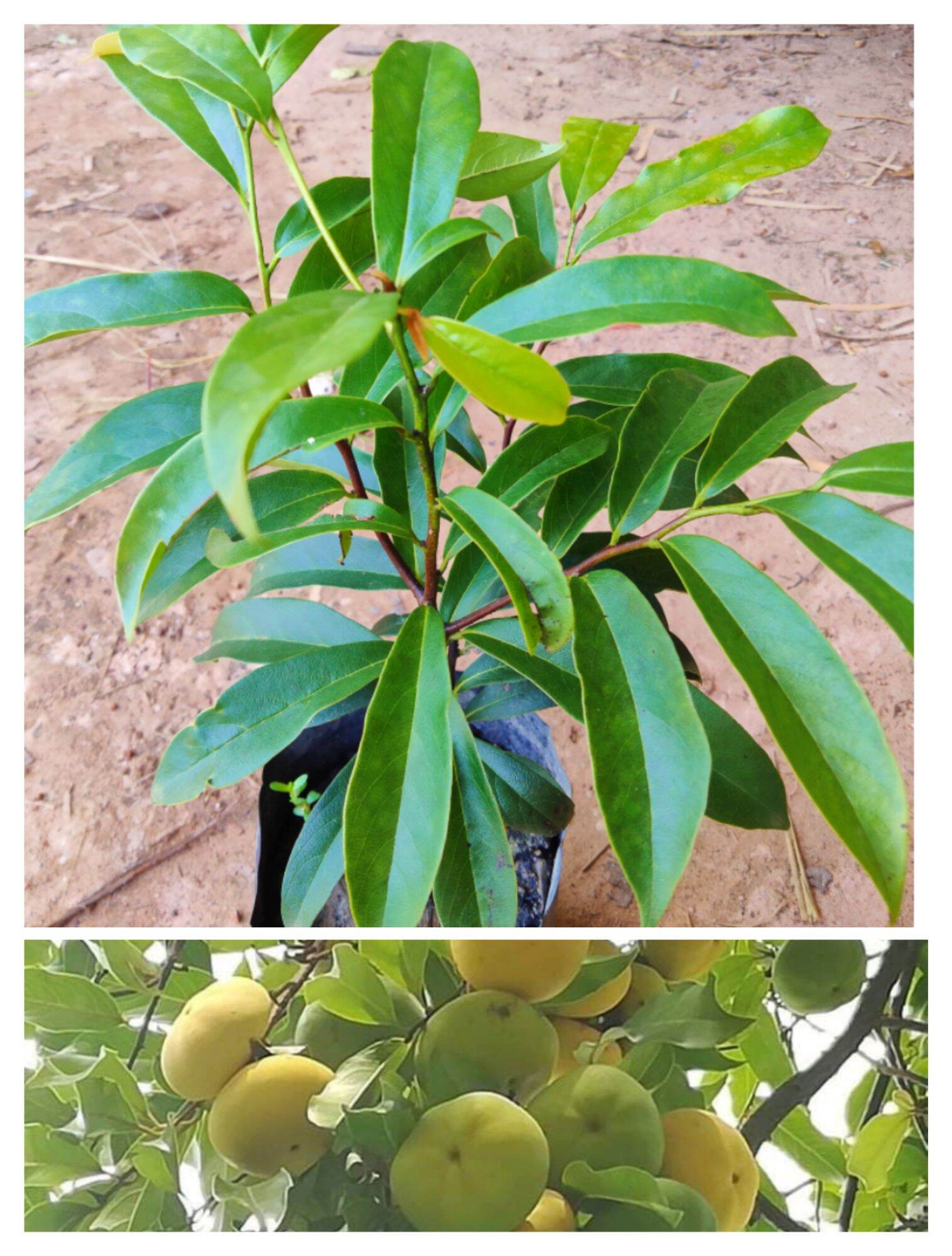 ต้นอิน-จัน กลิ่นหอมหวาน ต้นพร้อมปลูก - red_tree - ThaiPick