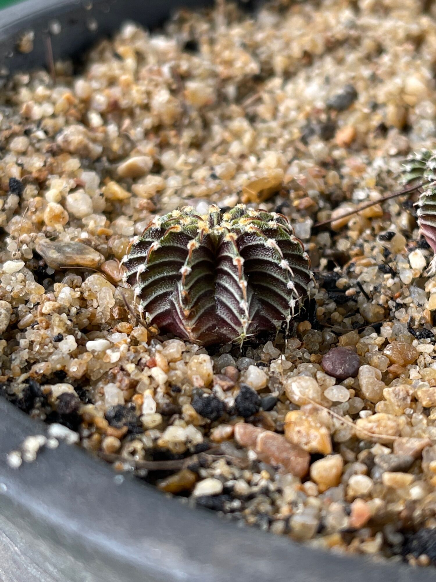 เมล็ดLb2178 แท้ - KMMCactus - ThaiPick