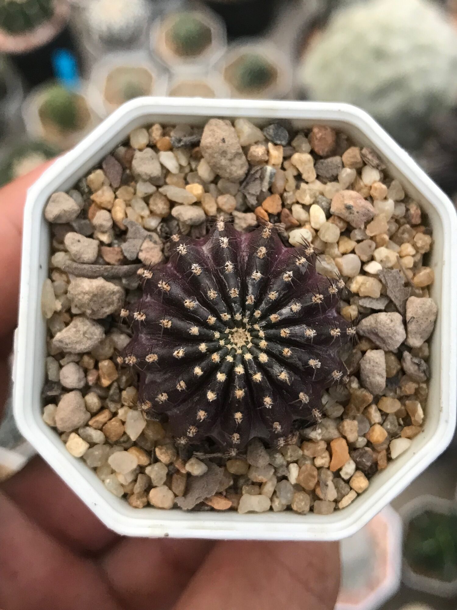 โลบิเวียผิวม่วงดำ ดอกสวยมาก ไม้หายากน่าสะสม Lobivia napina - Lookma ...