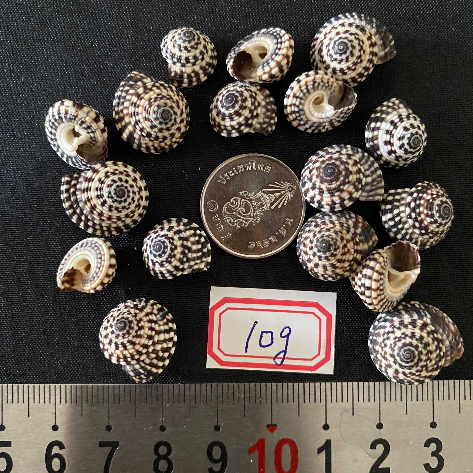 หอยสังข์หอดำ 10g mini black line tower conch shell gao yao che lun ...