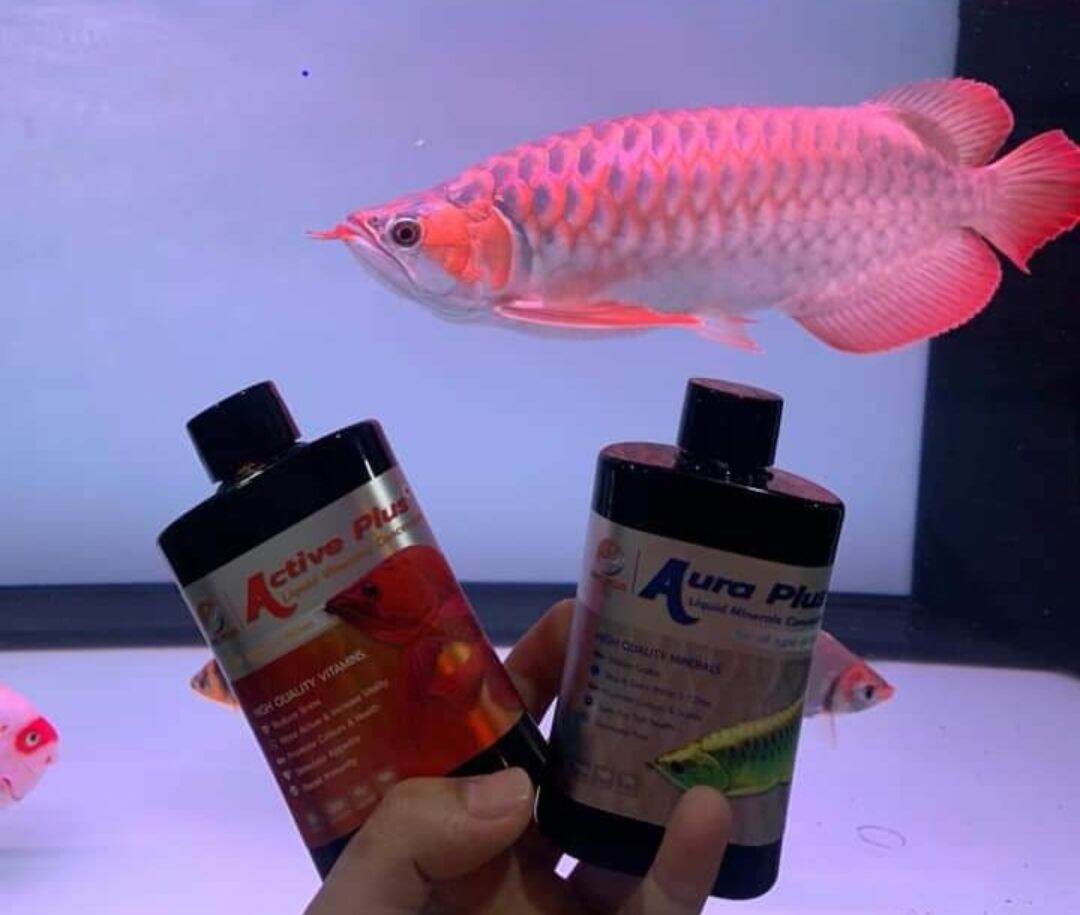 Aro Plus - Active Plus วิตามินรวม สูตรเข้มข้น บำรุงปลา ขนาด 200 ml. ลดเครียด กระตุ้นภูมิ ...