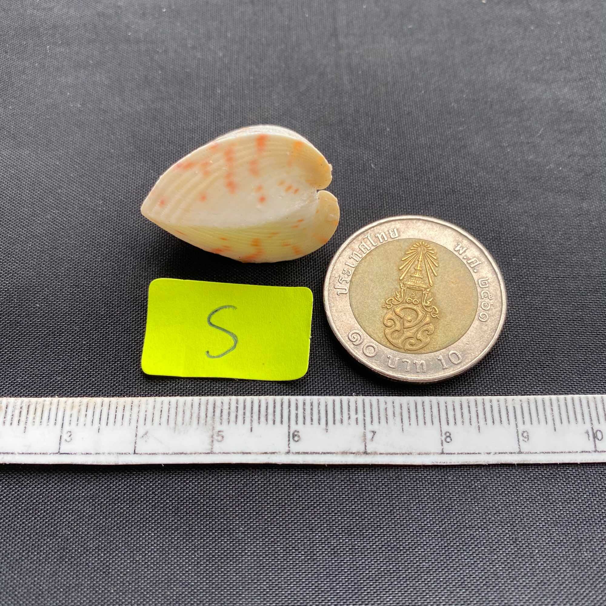 หอยลายรูปหัวใจ Pink Spotted Heart Clam shell xin | Lazada.co.th