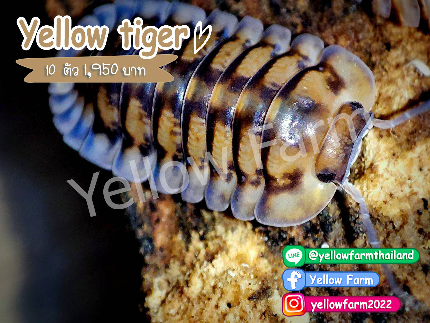 สปริงเทล เพื่อนบ้านช่วยกำจัดราในกล่องเลี้ยง Isopod - MaimyGarden - ThaiPick