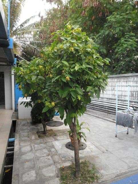 ต้นกระดังงาสงขลา ติดดอกดก ดอกหอม - red_tree - ThaiPick