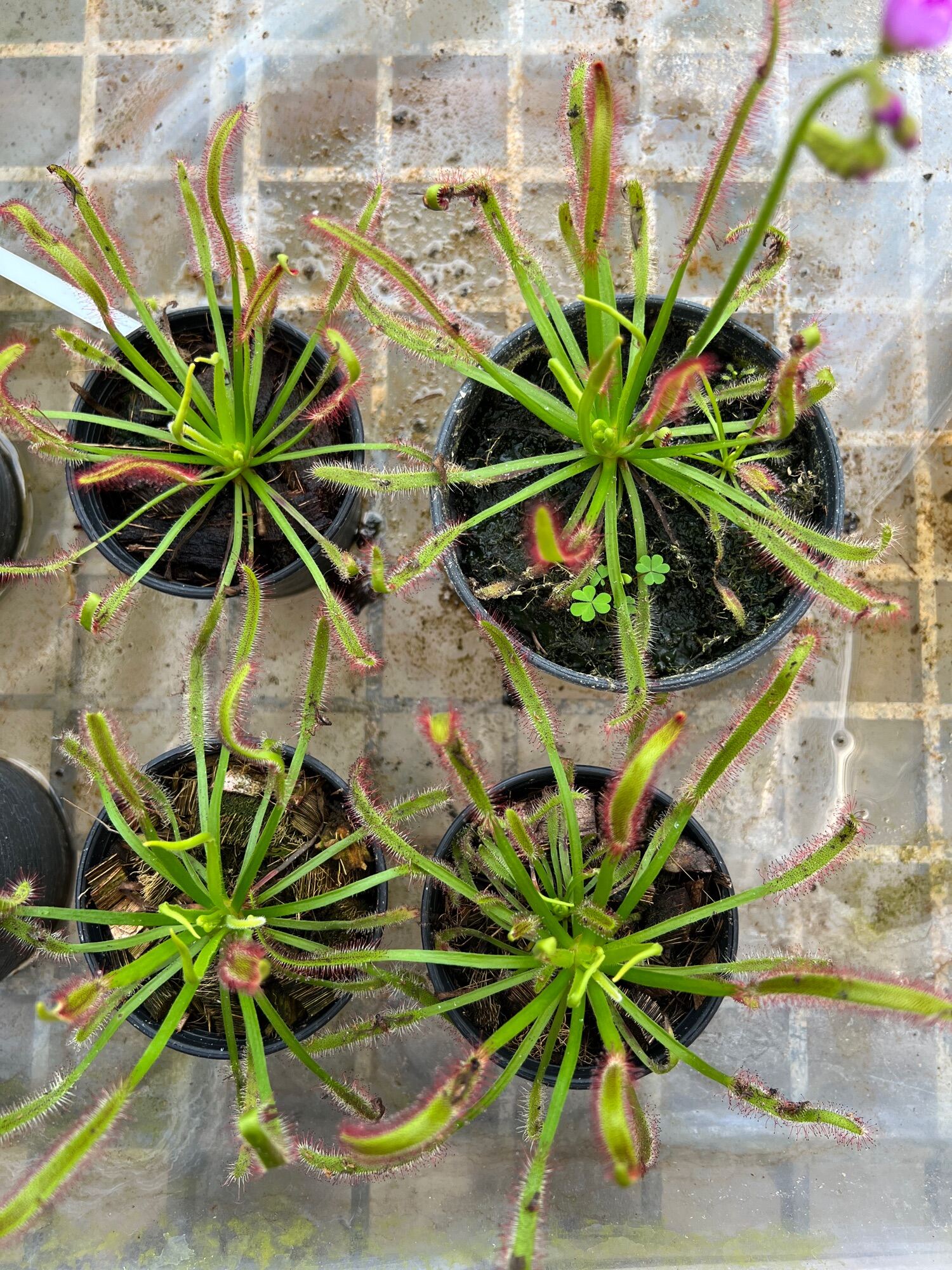 🌱หยาดน้ำค้าง capensis 🌱พืชกินแมลง🪴ขนาดกระถาง3นิ้ว🪴 | Lazada.co.th