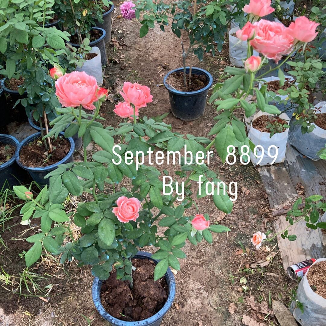 กุหลาบ ปริ้นซ์เซ ส ซากุระ กระถาง 10 นิ้ว (Princess Sakura Rose) เป็น ...