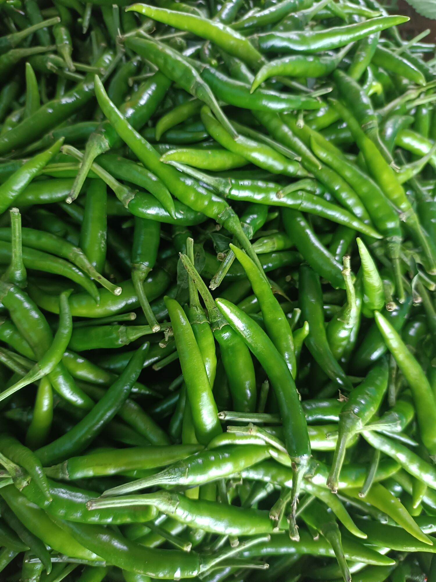 พริกจินดาเขียว สดๆๆ สวย ใช้สำหรับทำอาหาร 1กิโลกรัม | Lazada.co.th