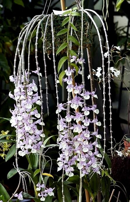 กล้วยไม้เอื้องงวงช้าง กล้วยไม้ป่าดอกสวยหวาน Dendrobium aphyllum (Roxb.) C.E.C.Fisch. | Lazada.co.th