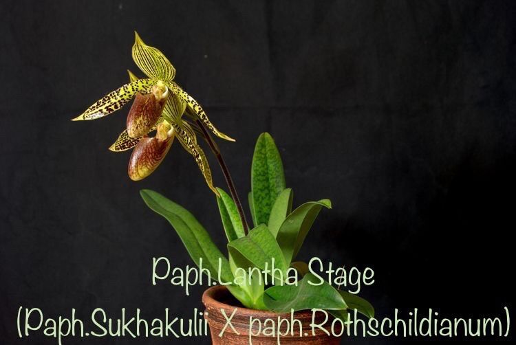 กล้วยไม้รองเท้านารี Paphiopedilum Lantha Stage (Paph.Sukhakulii x paph ...