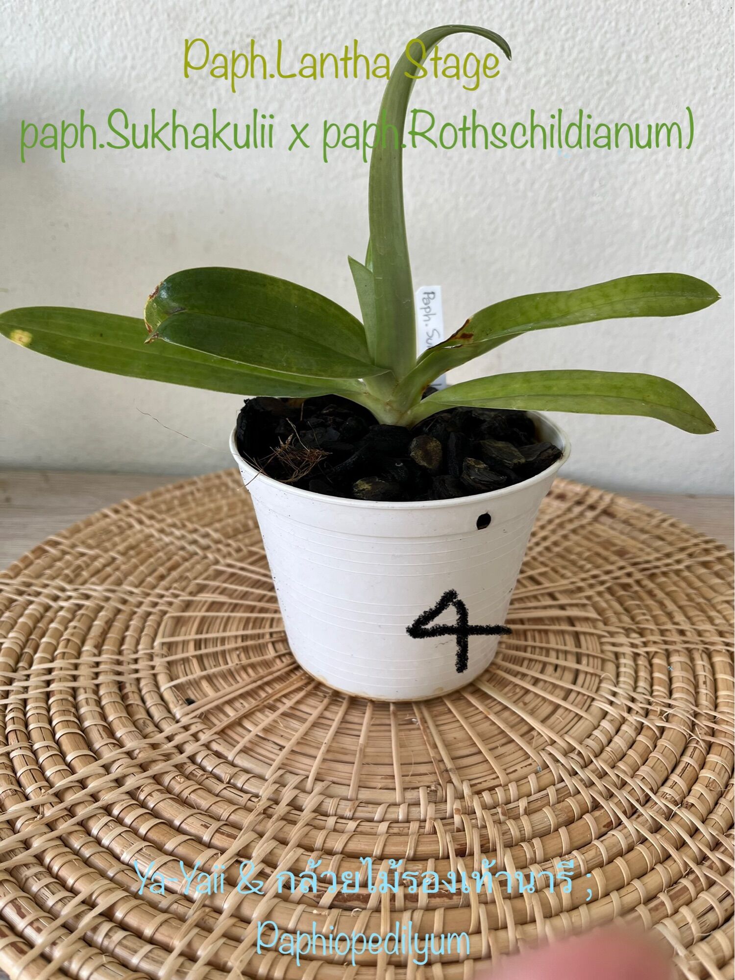 กล้วยไม้รองเท้านารี Paphiopedilum Lantha Stage (Paph.Sukhakulii x paph ...