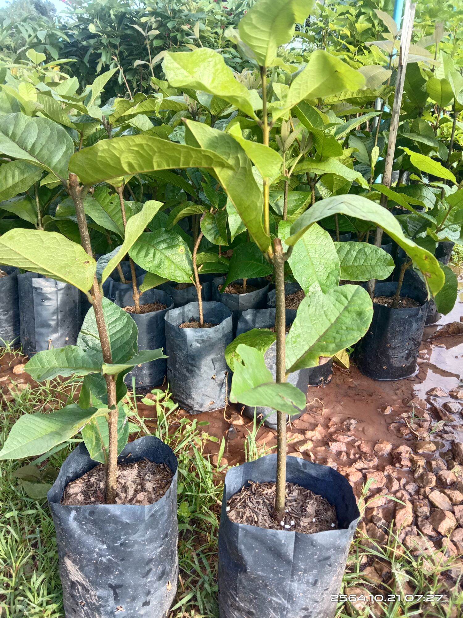 ต้นพวงครามช่อม่วงดอกสีม่วง - Rachanen Tree - ThaiPick