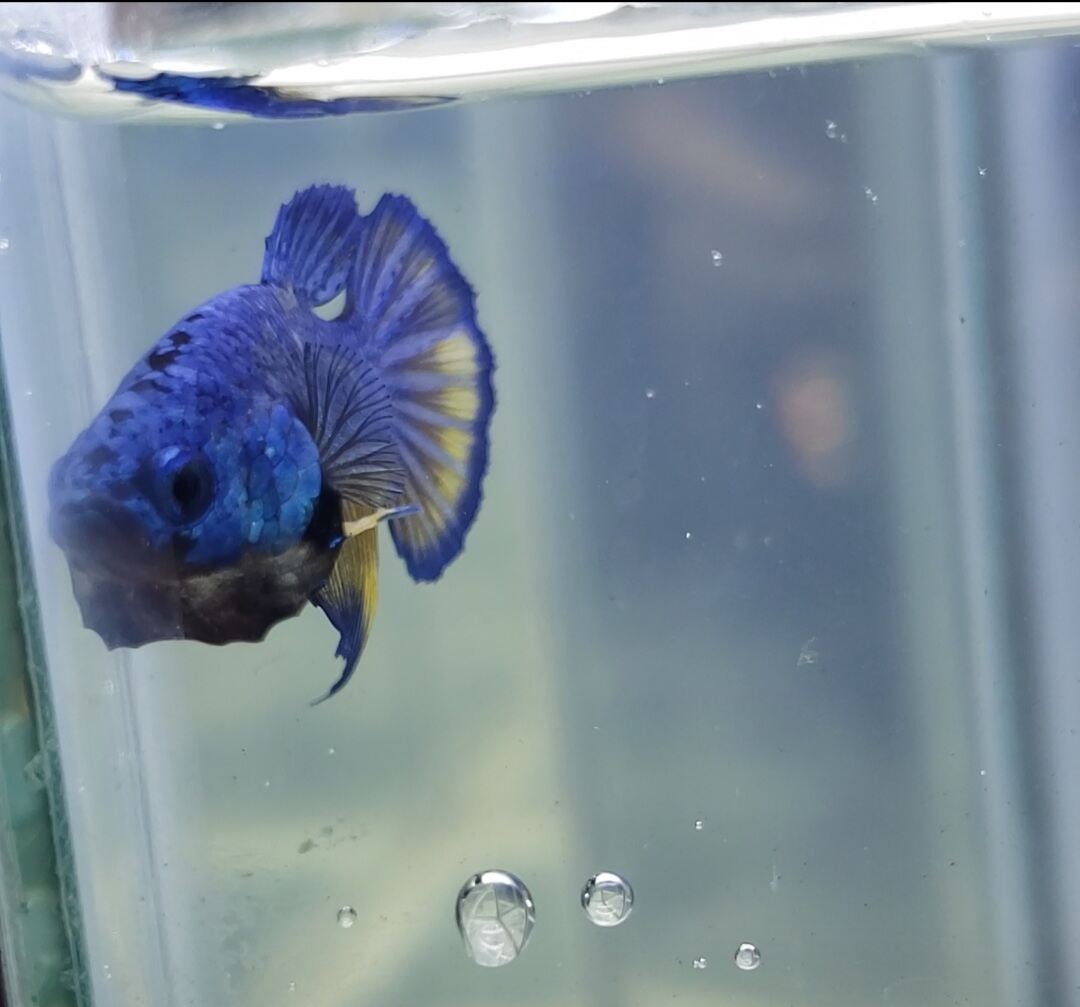 ‼️ โปรถูกสุด ๆ ปลากัดแฟนซี เพศผู้ อายุ 3 เดือน a8 - oni_fish_farm ...