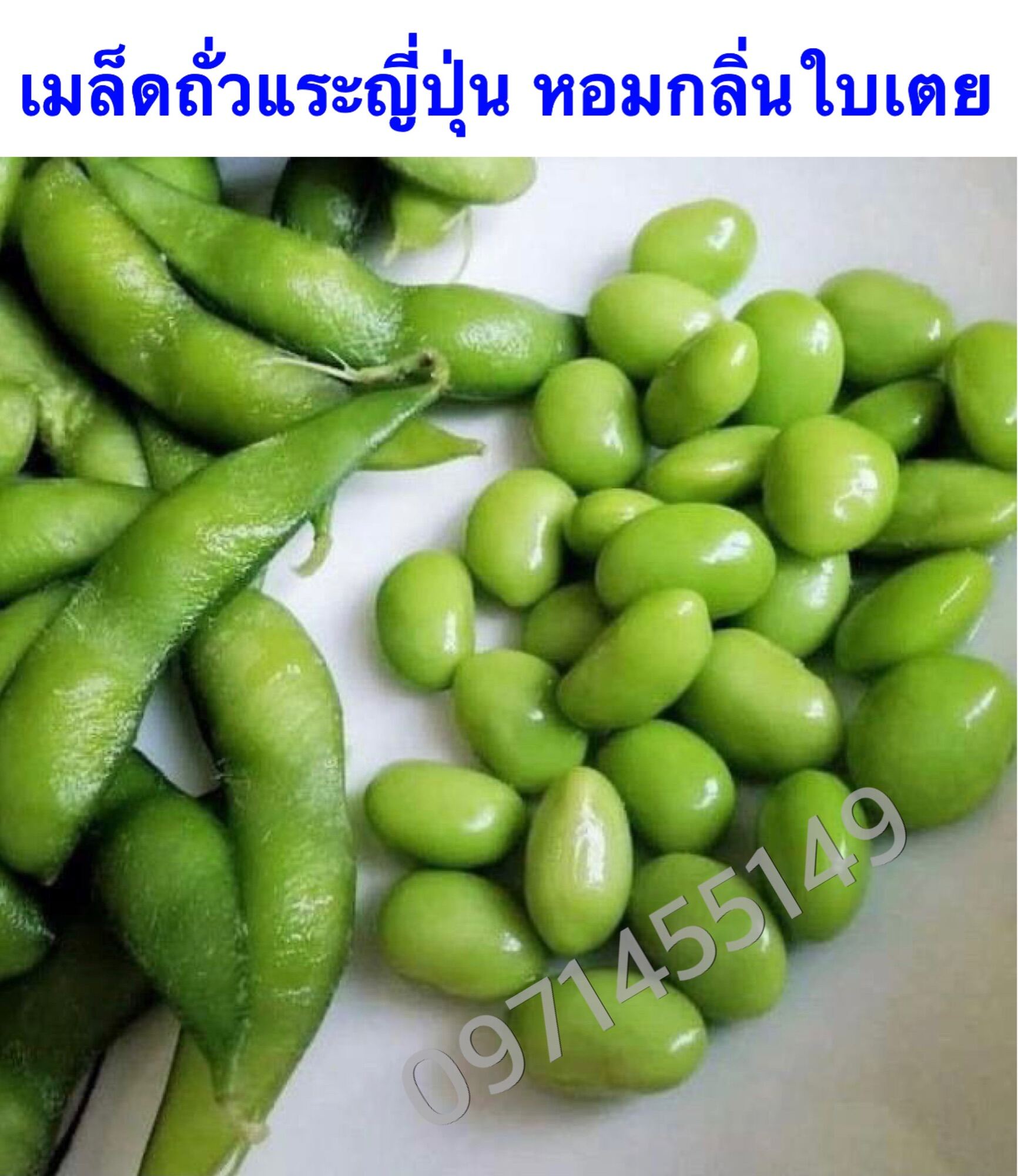 เมล็ดถั่วแระญี่ปุ่น หอมกลิ่นใบเตย #เมล็ดพันธุ์ใหม่มีกลิ่นใบเตย#70วันได้ ...