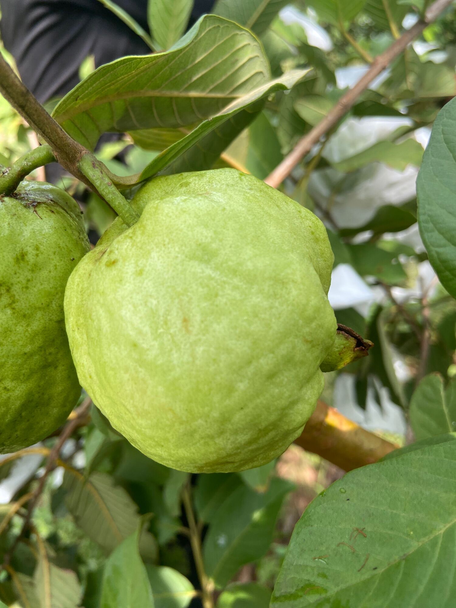 Guava packaging bag 612 614 fruit packaging bag 500g per pack anti ...