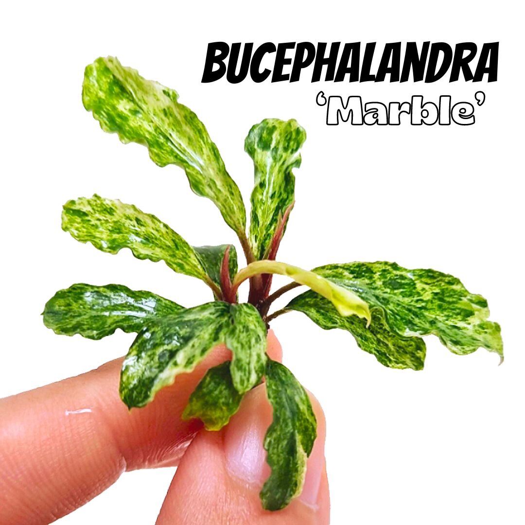 บูเซปใบด่าง - Bucephalandra Variegated Marble ต้นไม้น้ำ หายาก | Lazada ...