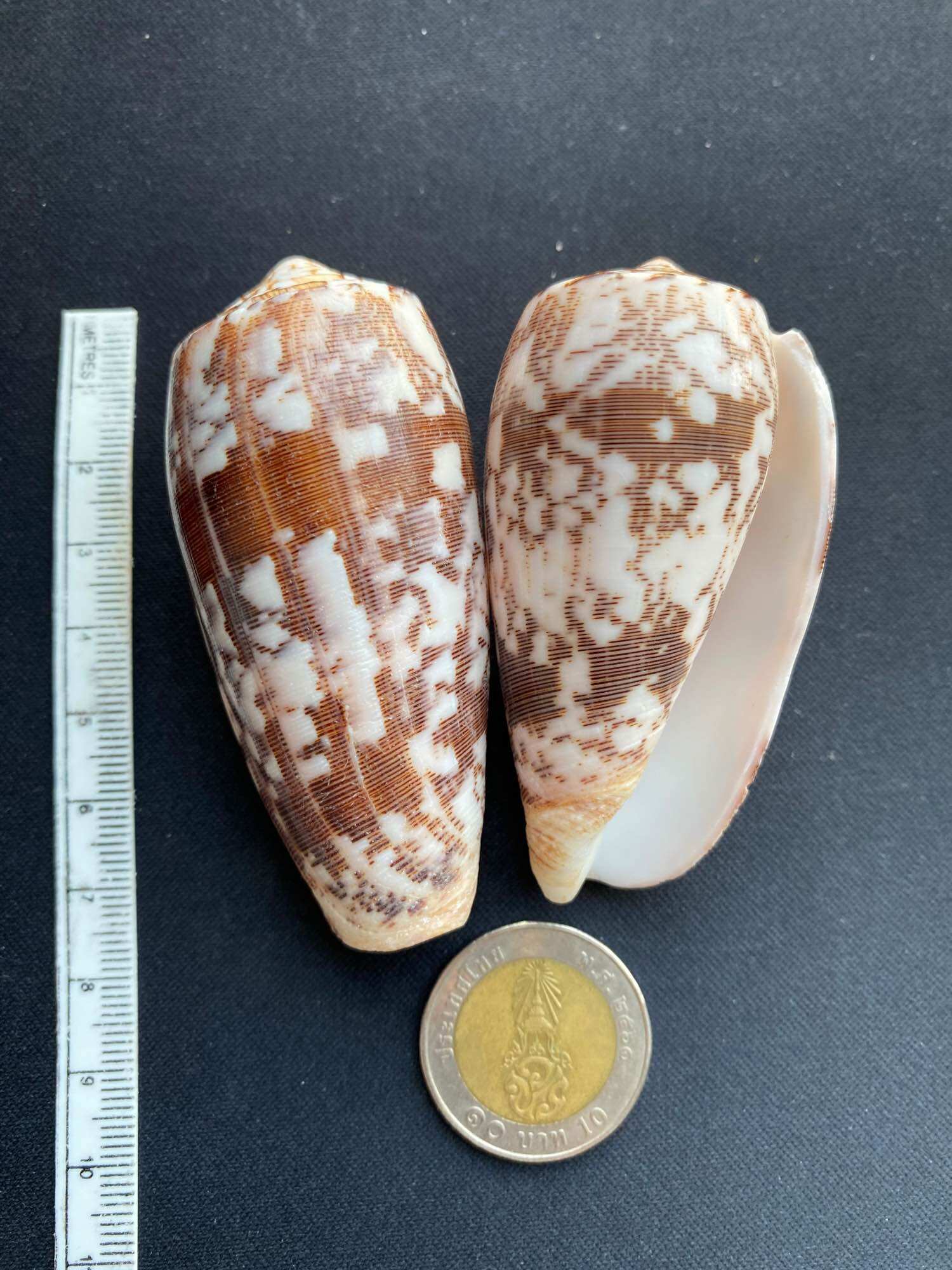 Rare taro sea snail shell หอยทากเผือกหายาก | Lazada.co.th