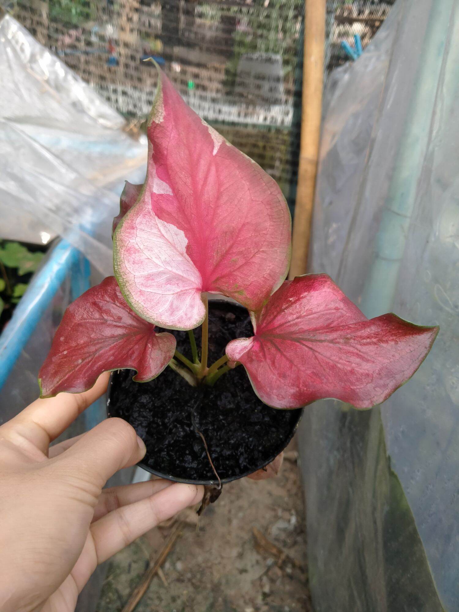 บอนสีชื่อองค์หญิงทอฝัน ไม้ผ่าหัว กระถาง4" | Lazada.co.th