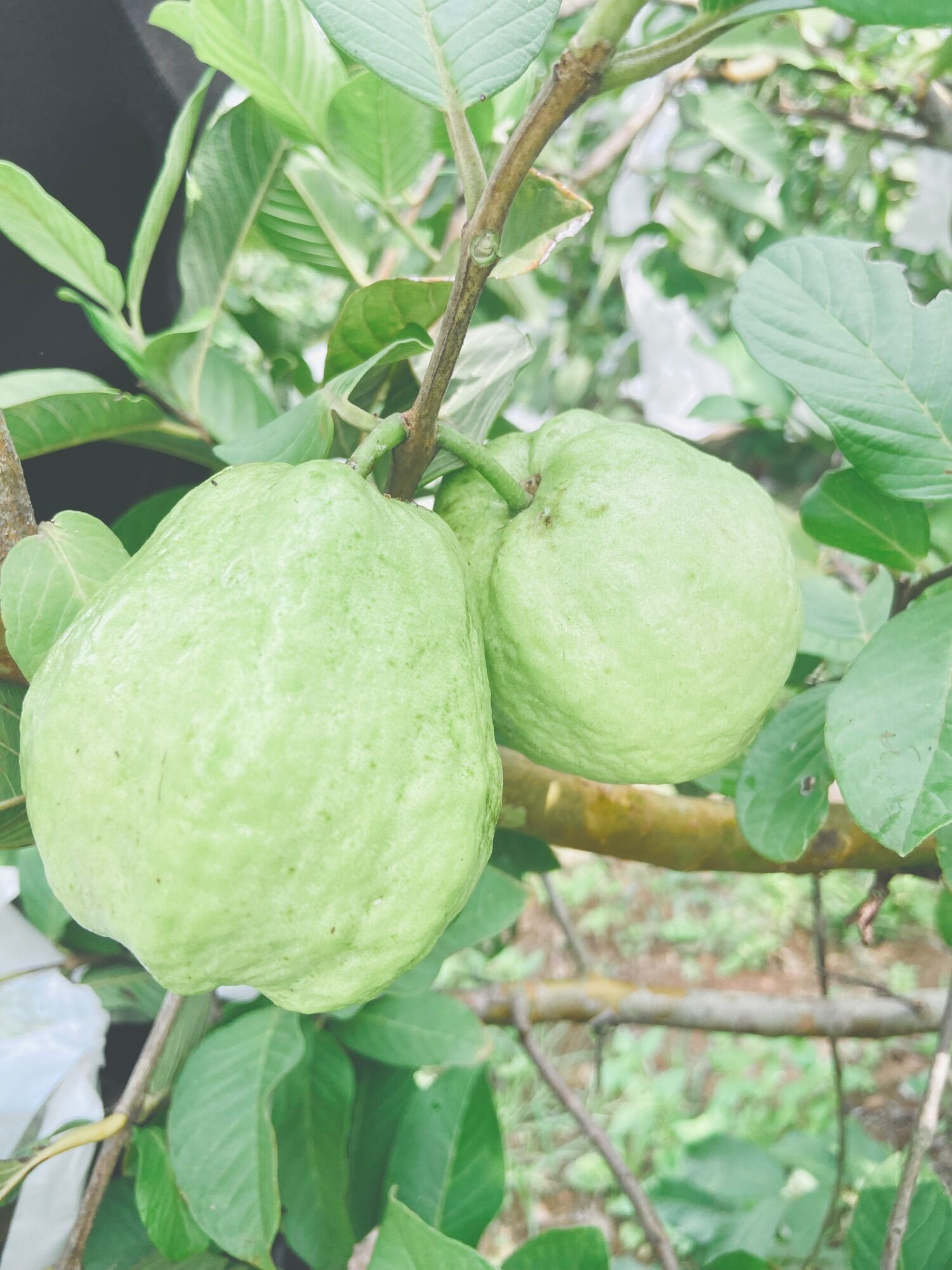 Guava packaging bag 612 614 fruit packaging bag 500g per pack anti ...