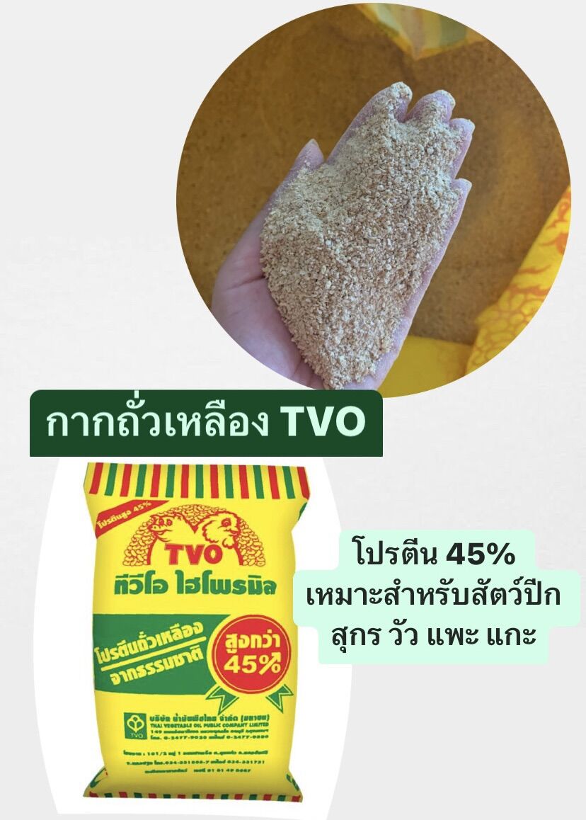 กากถั่วเหลืองTVO ถั่วเหลืองTVO เกรดA โปรตีน45% **แบ่งบรรจุ ราคาโรงงาน ...