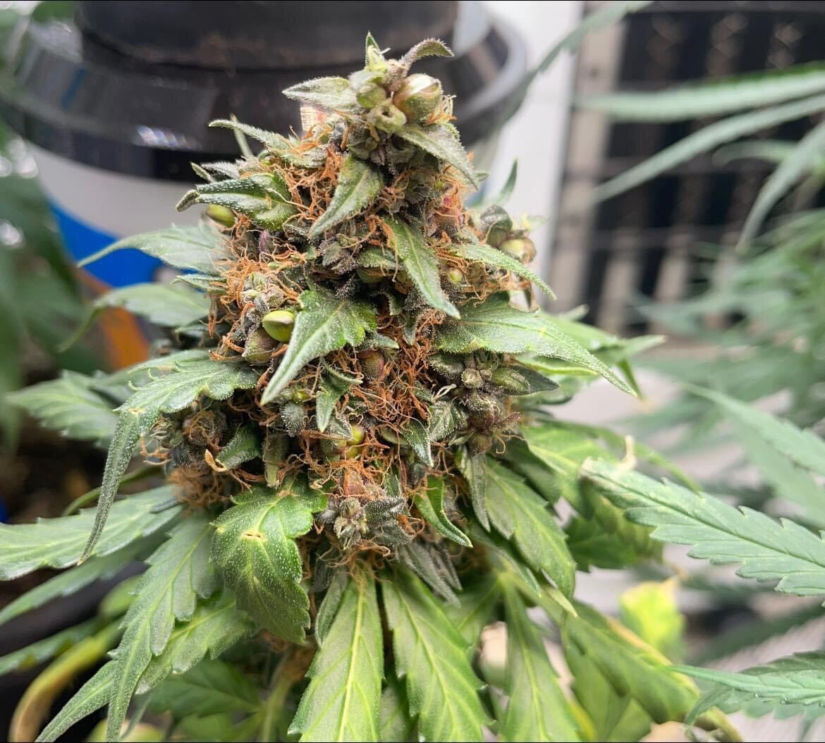 เมล็ดBluedream สายพันธุ์นอก มีเก็บเงินปลายทาง - โคโลคาเซียไทยแลนด์ - ThaiPick