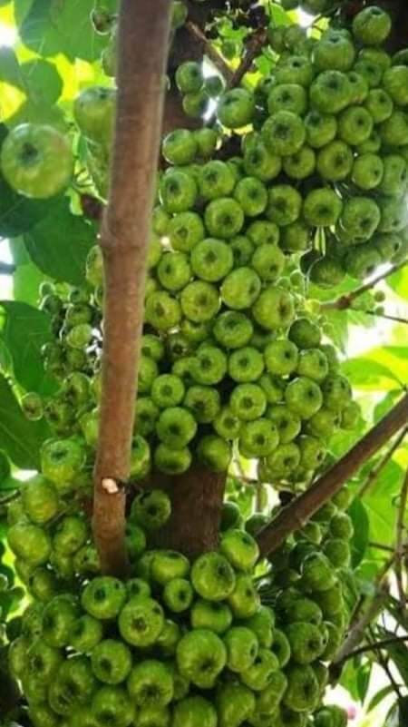 ต้นมะเดื่อฉิ่งต้นมะเดื่อฉิ่งชุมพร ติดผลดกมาก - red_tree - ThaiPick