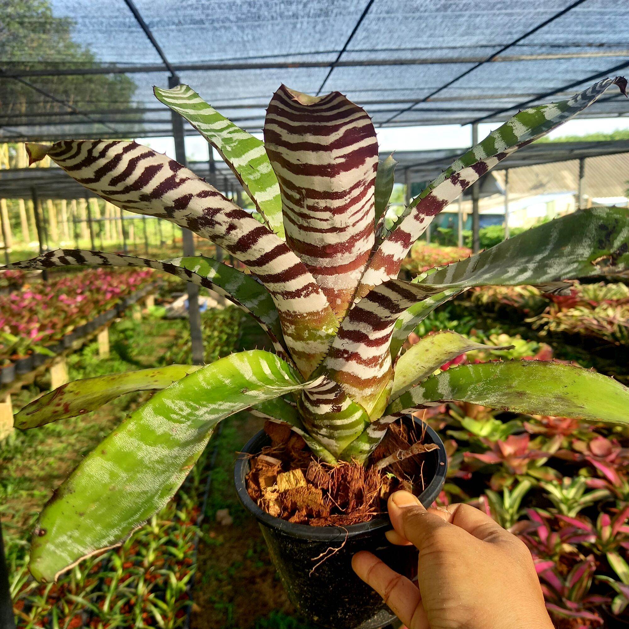 Aechmea chantinii hybrid(คัดลายสวยๆ)สับปะรดสี / ม้าลาย/ ความสูง 10 นิ้ว ...