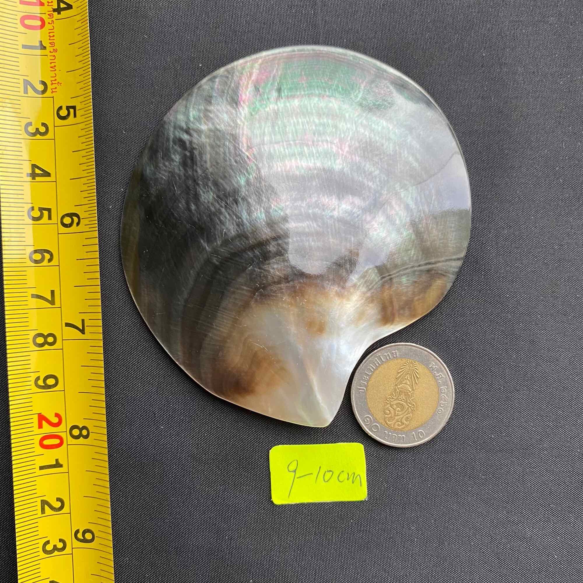 เปลือกหอยสีดำขัดเงา BLACK CLAM shell สำหรับงานฝีมือจากเปลือกหอย ...