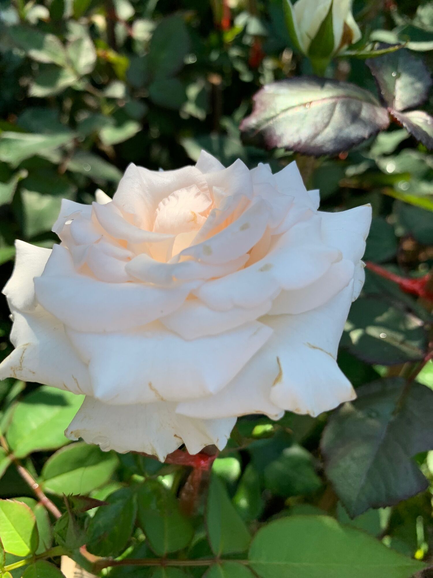 ต้นกุหลาบ สีขาว กุหลาบเลื่อย (seoul emmanuelle rose) พุ่มสูง 70-80 ซม. ...